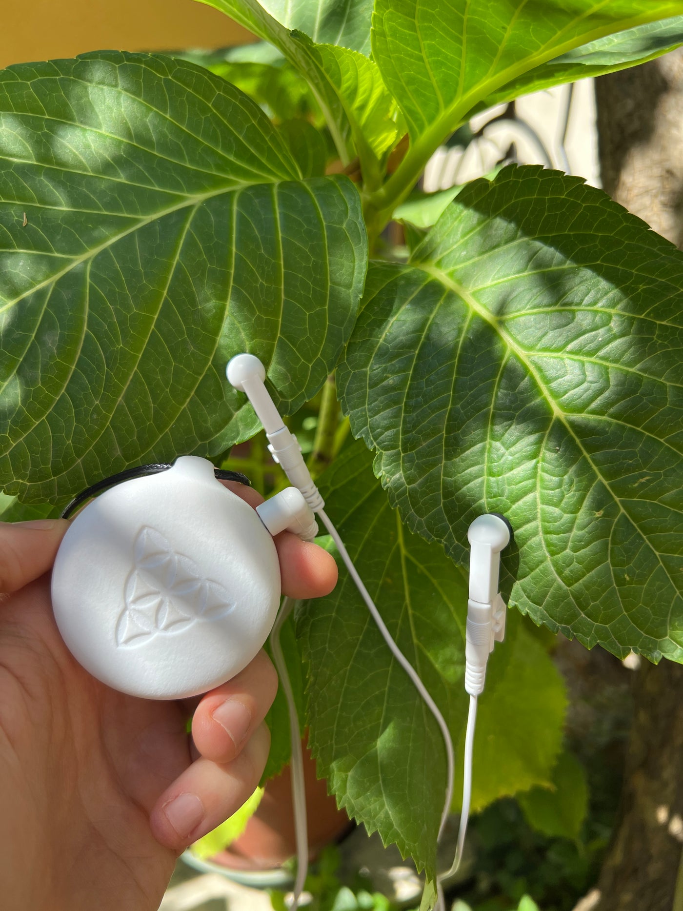 PlantsPlay